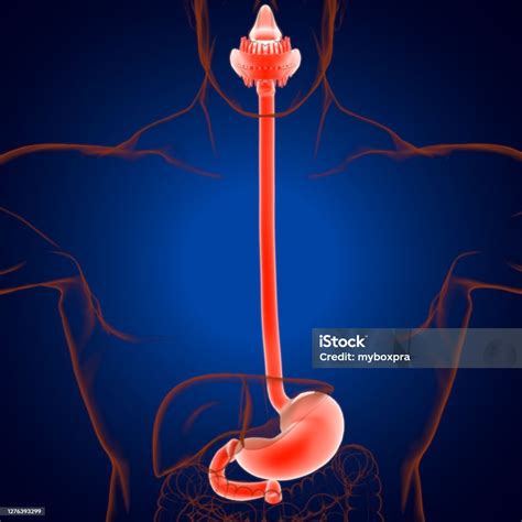 위 해부학 인간 소화 시스템 의료 개념 3d 렌더링 0명에 대한 스톡 사진 및 기타 이미지 0명 3차원 형태 개념 Istock
