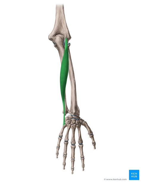 Extensor Carpi Ulnaris Origin Insertion And Function Kenhub