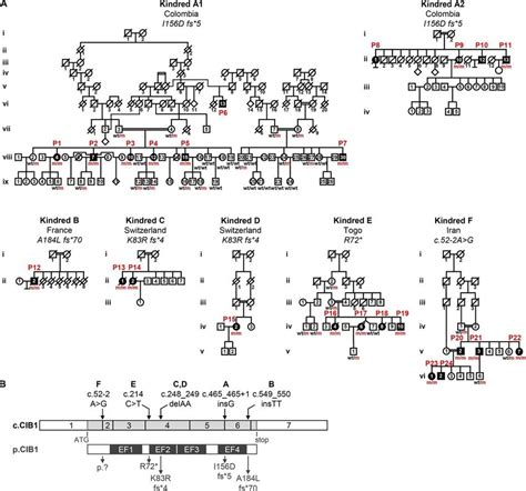 Identification Of Homozygous Mutations Affecting Human CIB1 In A Cohort Download Scientific