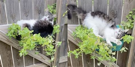 Cat Finds Mom S Catnip Plant The Dodo