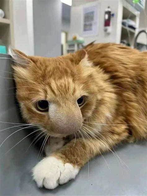 35 Pics That Might Make You Say “a” Before You Realize How