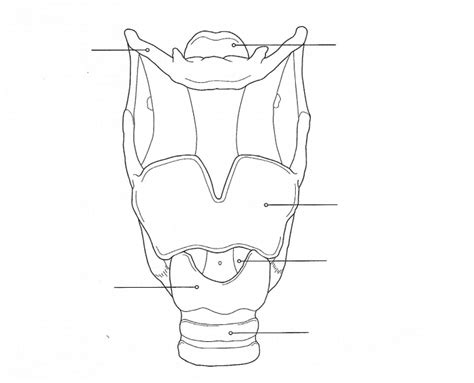 Phonation Diagram 4 Diagram Quizlet