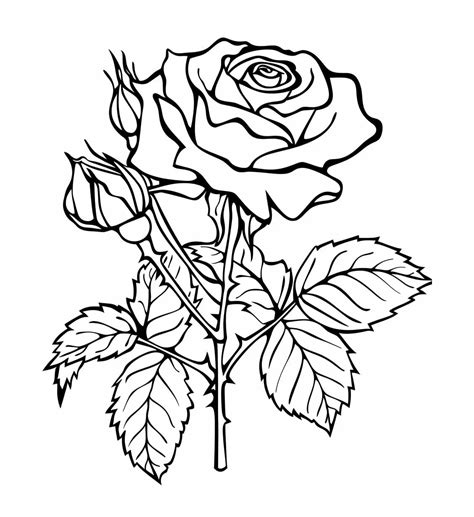 Tô Màu Cành Hoa Hồng Đẹp Trang Tô Màu Cho Bé