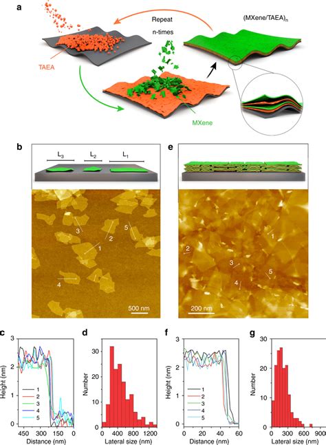Morphological Characterization Of Ti3c2tx Mxene And Mxenetaean