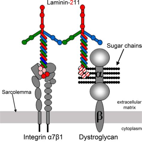 Laminin 211 Receptors In Muscle And Their Binding Sites Open I
