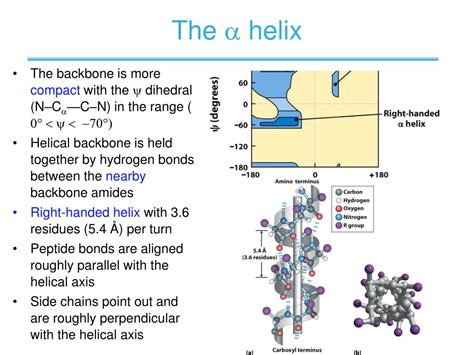 Ppt Chapter 4 Proteins Structure Function Folding Powerpoint