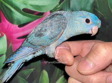 Blue Lineolated Parakeet For Sale