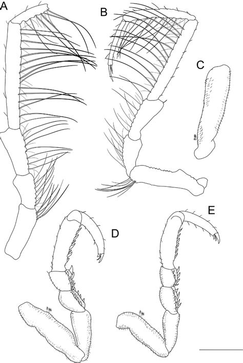 Figure 4 In Litarcturus Kexueiae Sp Nov A New Deep Sea Isopod From