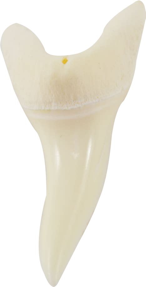 Shark Tooth 733x1100 Png Download
