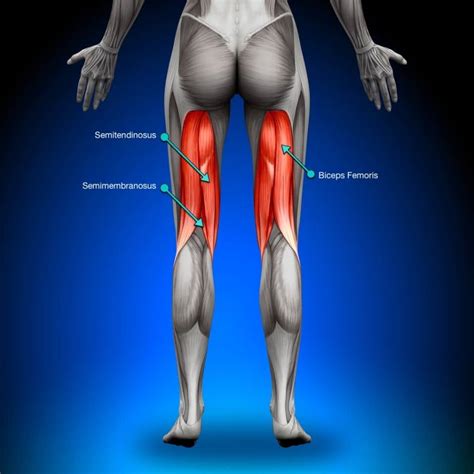 Hamstring Ligaments At Jennifer Marshall Blog