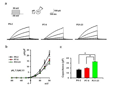 Figure S3 Development Of Voltage Gated Proton Currents In Mouse Download Scientific Diagram
