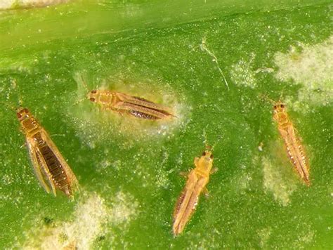 How To Get Rid Of Thrips On Houseplants Amaze Vege Garden