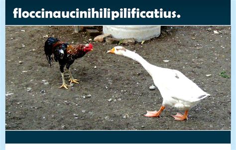 Flocci By Lakiserigala On Deviantart