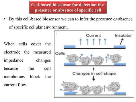 Cell Based Biosensor Lecture 7 Pptx Chemistry Science