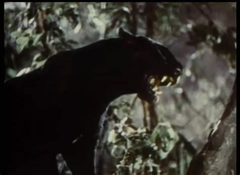 Panther Growling Side View
