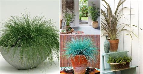 9 Trendy Ornamental Indoor Grass Grass Houseplants Balcony Garden Web
