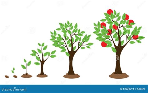 Tree Growth Stock Vector Image Of Collection Plantation 52530394