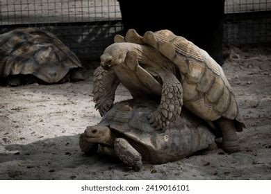 Having Sex Outdoors Photos And Images Shutterstock