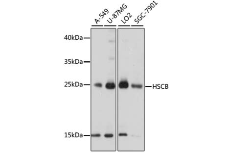 Anti Hscb Anticuerpo A89015