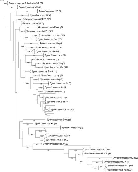 Figure 2 From Design And Use Of A New Primer Pair For The Characterization Of The Cyanobacteria
