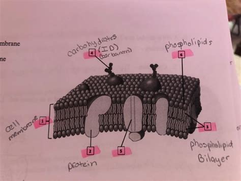 Cell Structure Function BIOLOGY Flashcards Quizlet