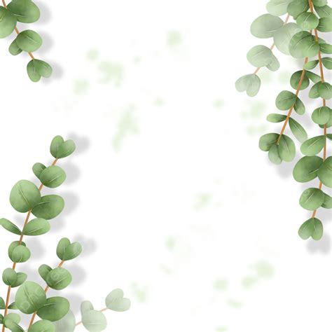 Eucalyptus Border Png At Brandon Acosta Blog