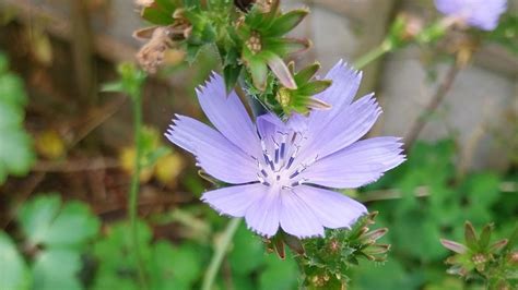 Girls Just Wanna Have Fun