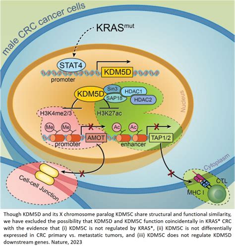 Science Mission How Kras Regulates Sex Differences In