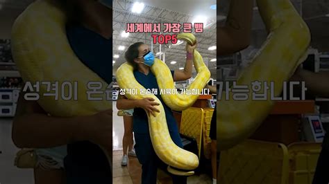 세계에서 가장 큰 뱀 Top5 Youtube