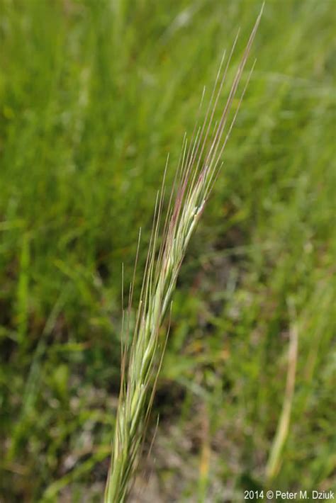 Elymus Trachycaulus Slender Wheatgrass Minnesota Wildflowers