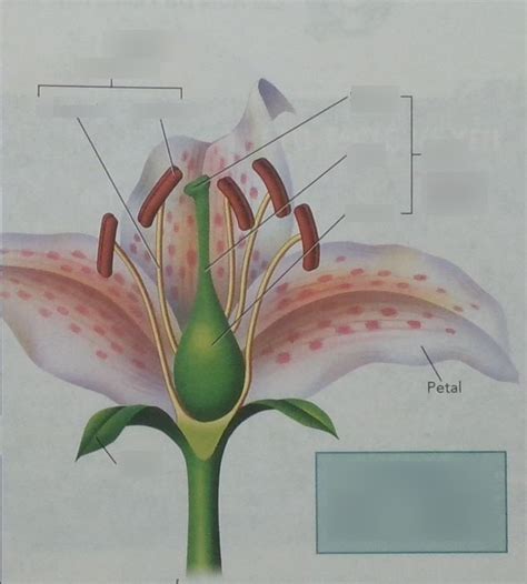 Figure 8 Labeling Pg 109 Diagram Quizlet