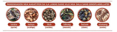 Pia Bfar Doh Issue Warning Against Paralytic Shellfish Poisoning