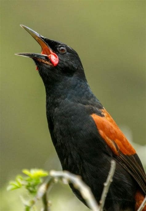 A Complete Guide To The Names Of Sounds Of Birds Bird Watching Pro