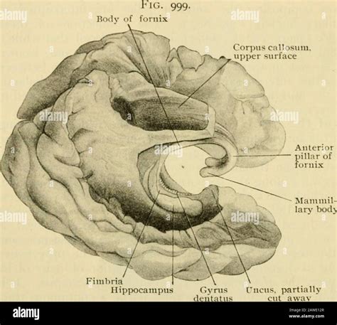 Choroid Plexus Hi Res Stock Photography And Images Alamy