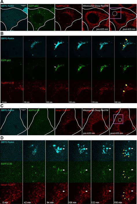 Light Activated Mitophagy Using Far Red Fluorescent Photosensitizers