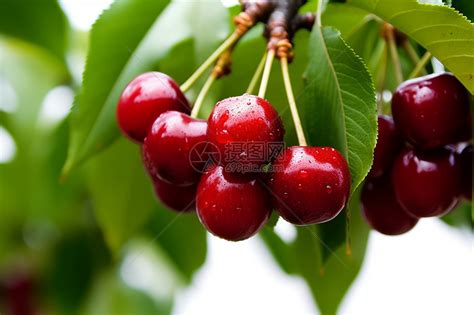 成熟的樱桃高清图片下载 正版图片600199969 摄图网