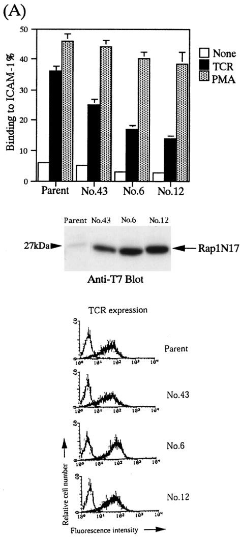 Inhibition Of Lfa 1icam 1 Adhesion By Expression Of Dominant Negative
