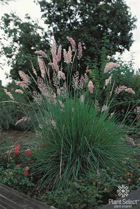 Plant Select Smart Plant Choices Plant Selectplant Select