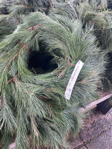 White Pine Garland Groundshog Landscaping