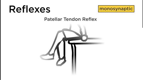 Monosynaptic Reflexes Youtube