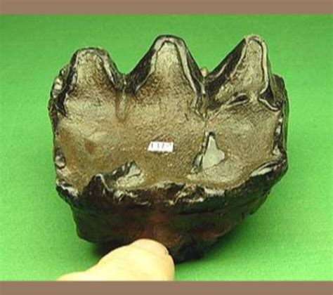 proboscidean fossils archives fossils and artifacts for sale paleo