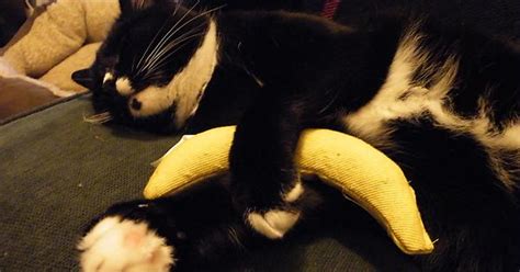 My Cat Villi Catnip Banana For Scale Imgur
