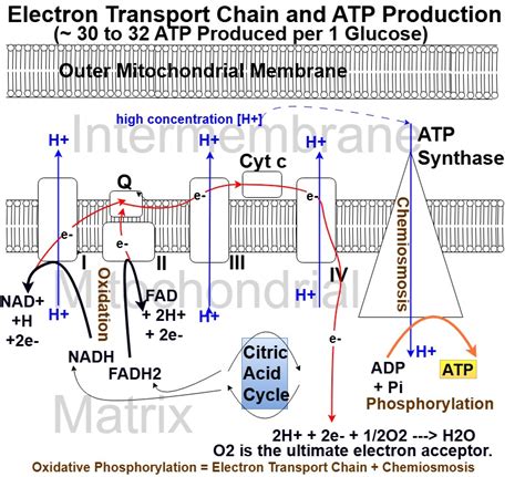 Cellular Respiration V Oxidative Phosphate Addition Wymhacks