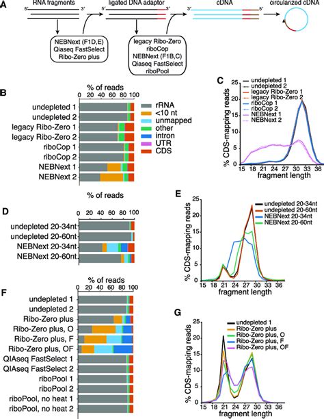 Rrna Depletion And Fragment Length Perturbation By Commercial Kits A