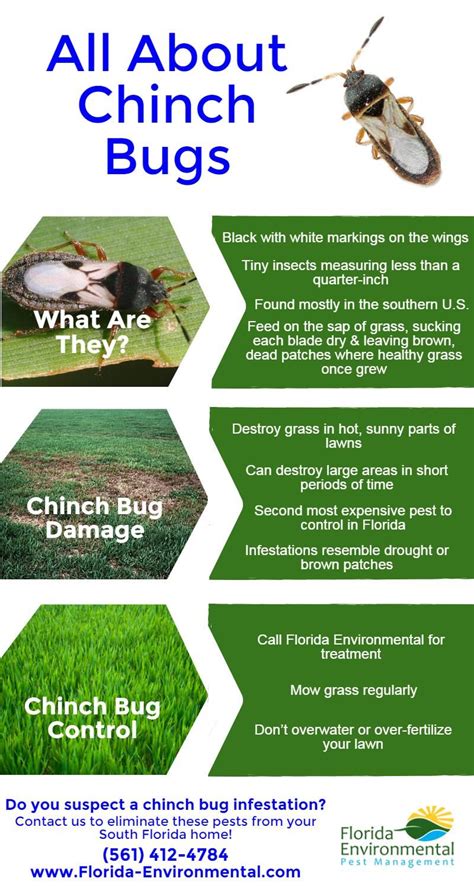 All About Chinch Bugs Infographic Treat Chinch Bugs West Palm