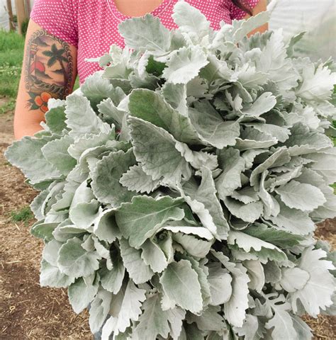 Dusty Miller Peony Bouquet