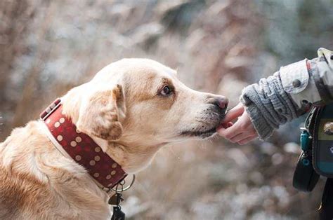 Why Does My Dog Keep Biting Me: 9 Potential Reasons & Tips - Pet ...