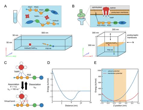 The Mesoscopic Model In 3d And 2d Systems A Schematic Of The 3d Download Scientific Diagram