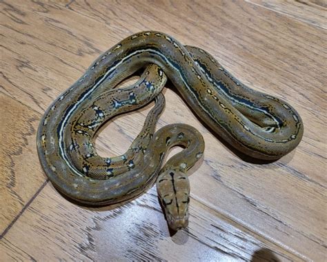 Anthrax 66 Het Albino Male Reticulated Python By Lowcountry Retic