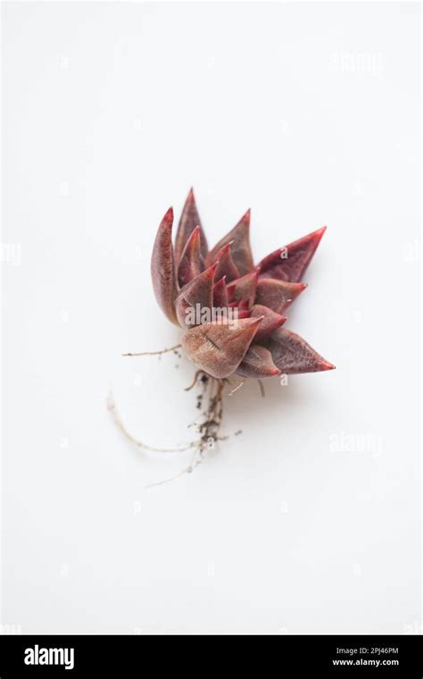 Red Succulent With Root On White Background Echeveria Shaikh Flower